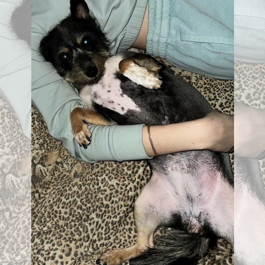 Взрослая собака в добрые руки