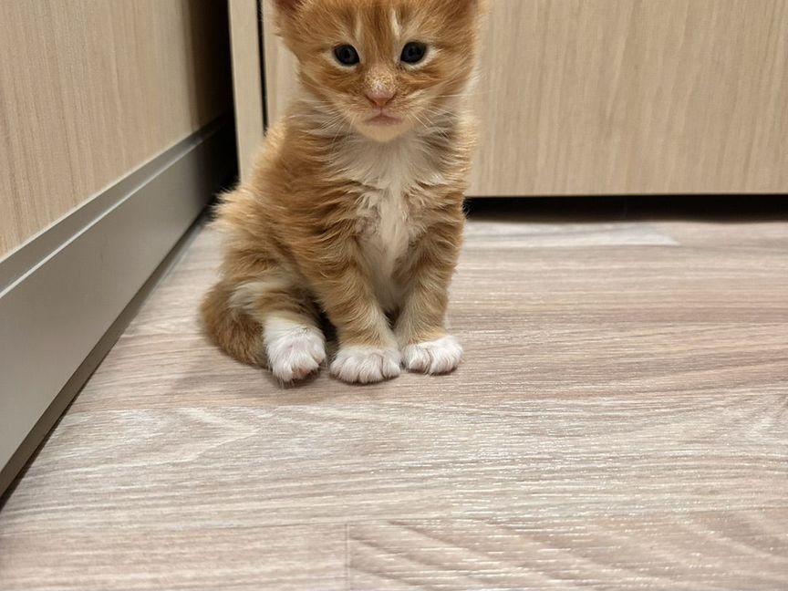 Рыжий котенок майкун
