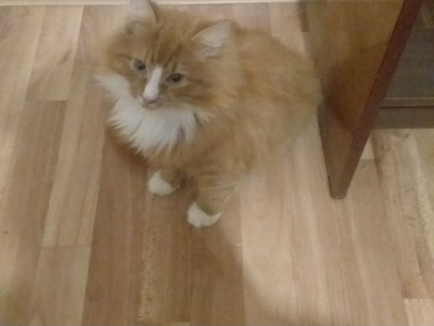 Котята без породы