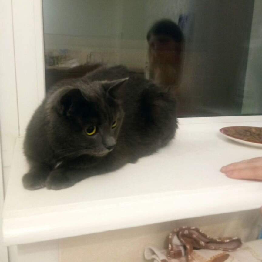 Отдам Котика бесплатно