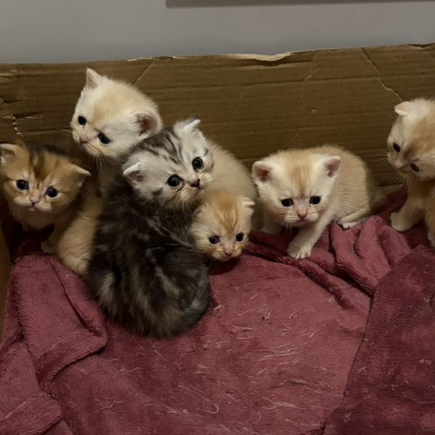 Шотландский вислоухий короткошёрстный котёнок