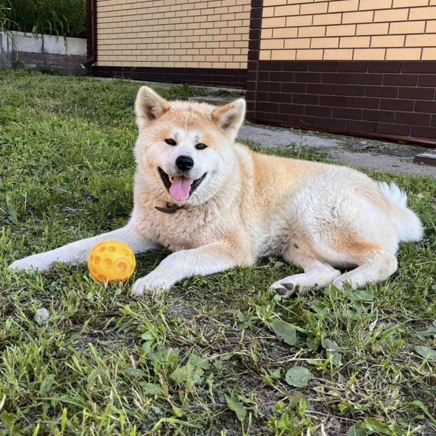 Акита ину