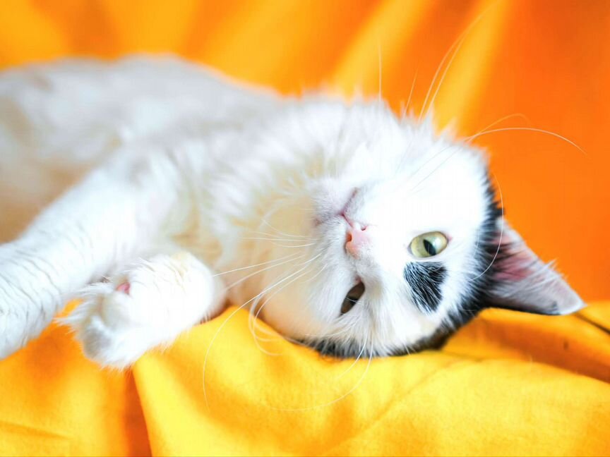 Снежок турецкий ван