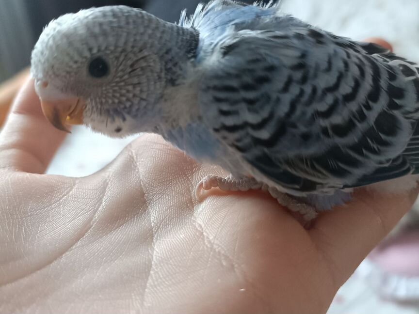 Птенцы волнистый попугай ручной