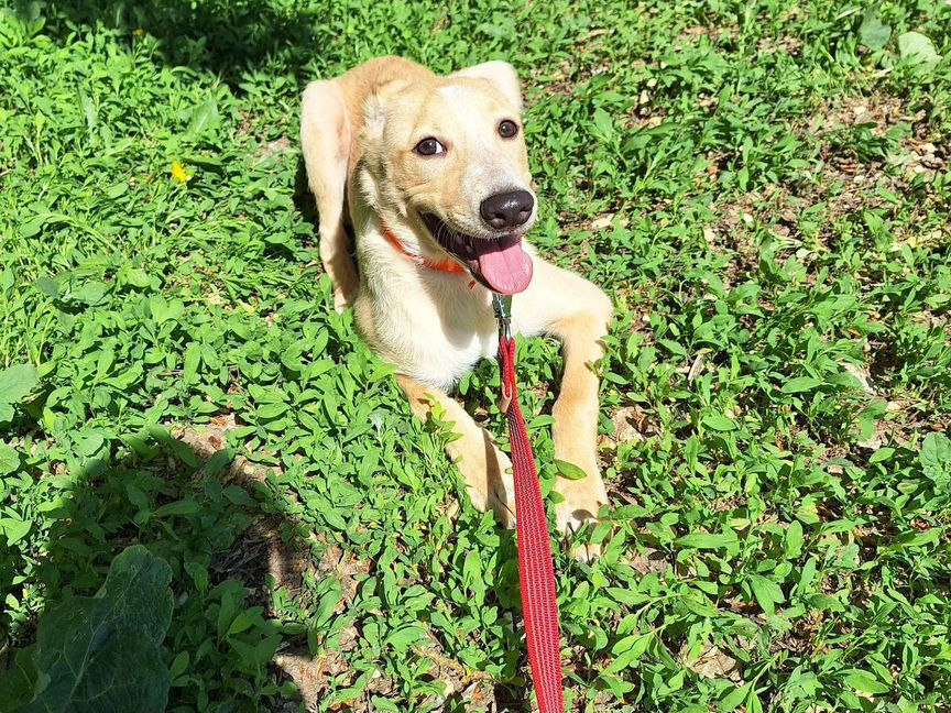 Дворняга щенок рыжий