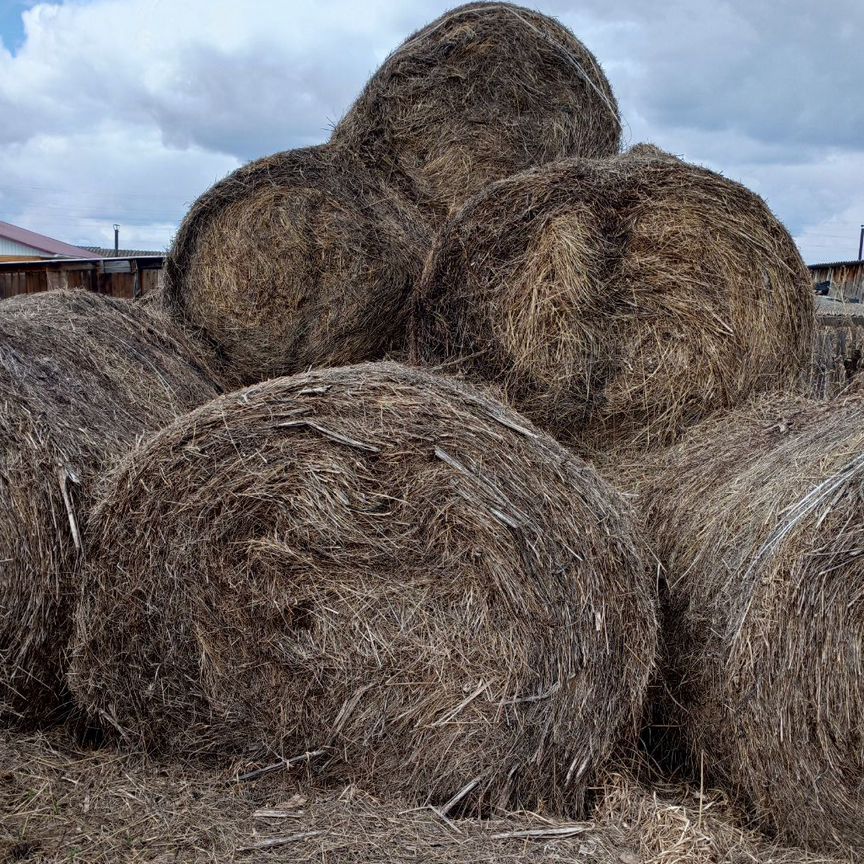 Сено в тюках листовник 24 года укос