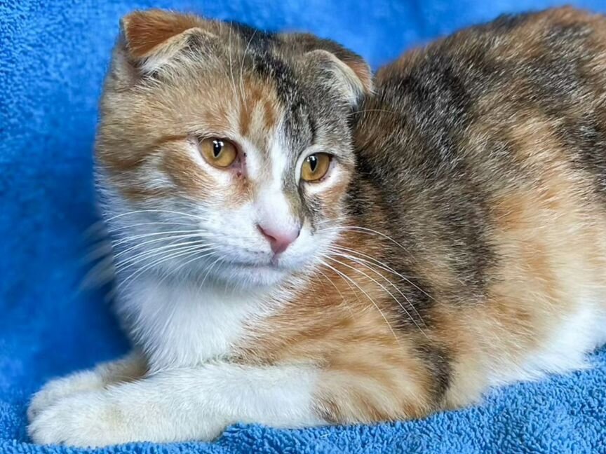 Вислоухий трехцветный котёнок в добрые руки