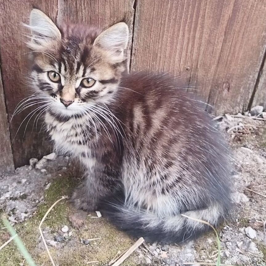 Котёнок в добрые руки