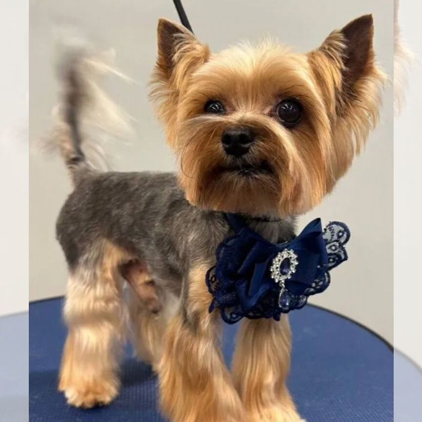 Йоркширский терьер, взрослая собака