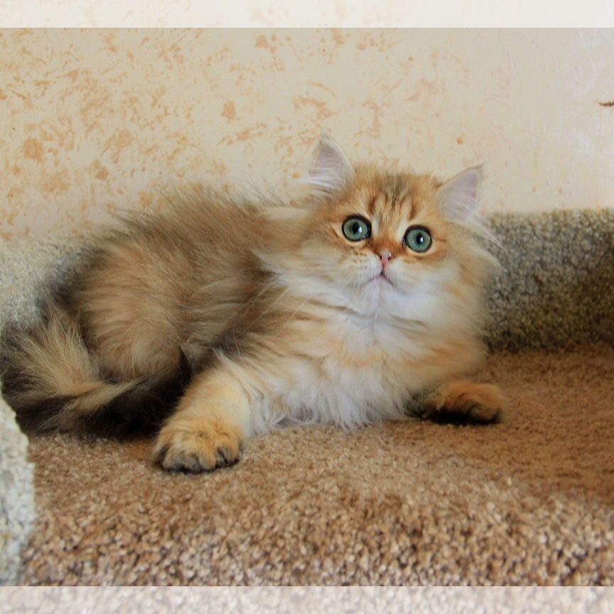 Кузя - золотистая шиншилла котик