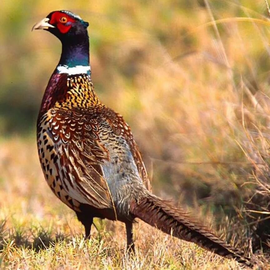 Фазан дикий