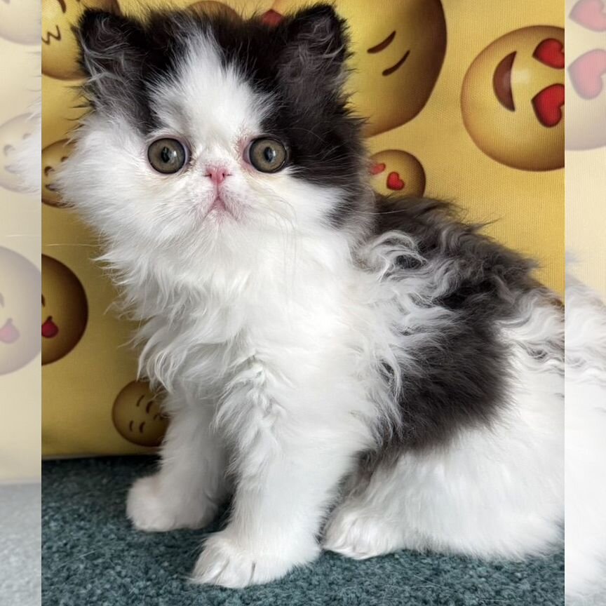 Персидский котёнок