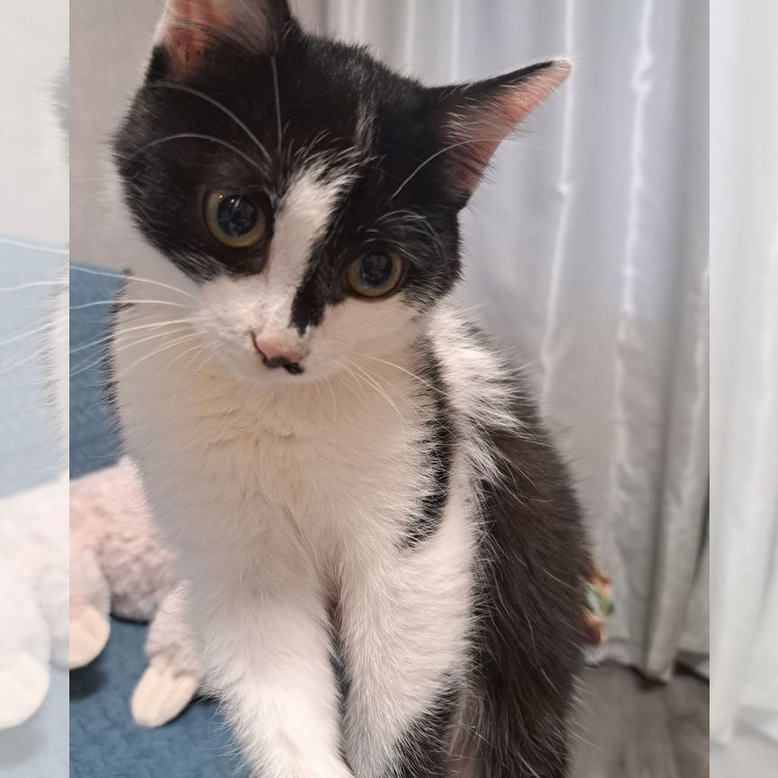 Котенок-девочка