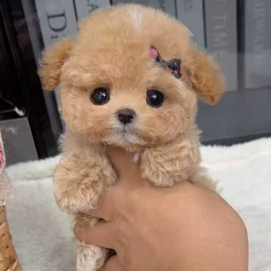 Мальтипу, щенок