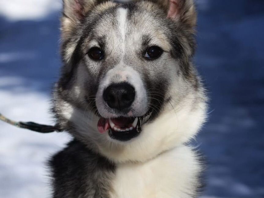 Твоя лучшая собака