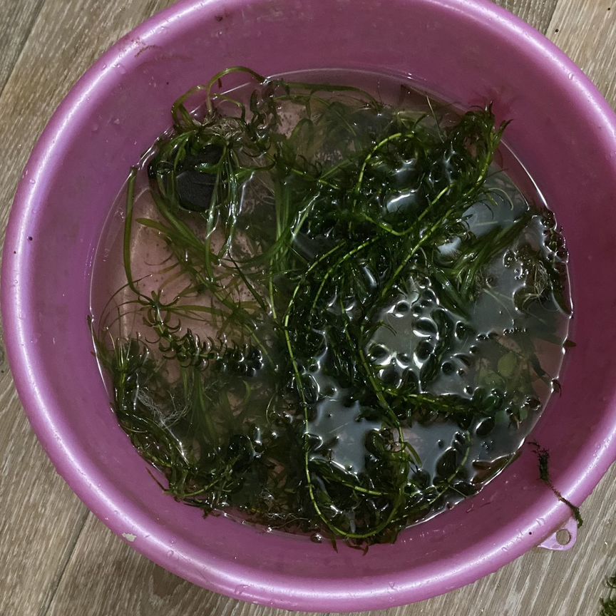 Аквариумные растения прополка