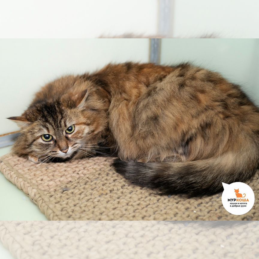 Сибирская, взрослая кошка из приюта