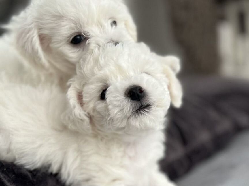 Щенки бишон фризе