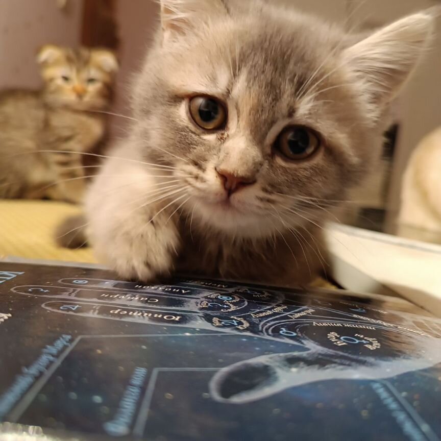 Манчкин