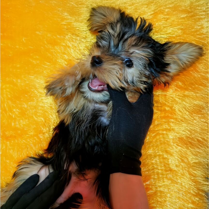 Йоркширский терьер, щенок