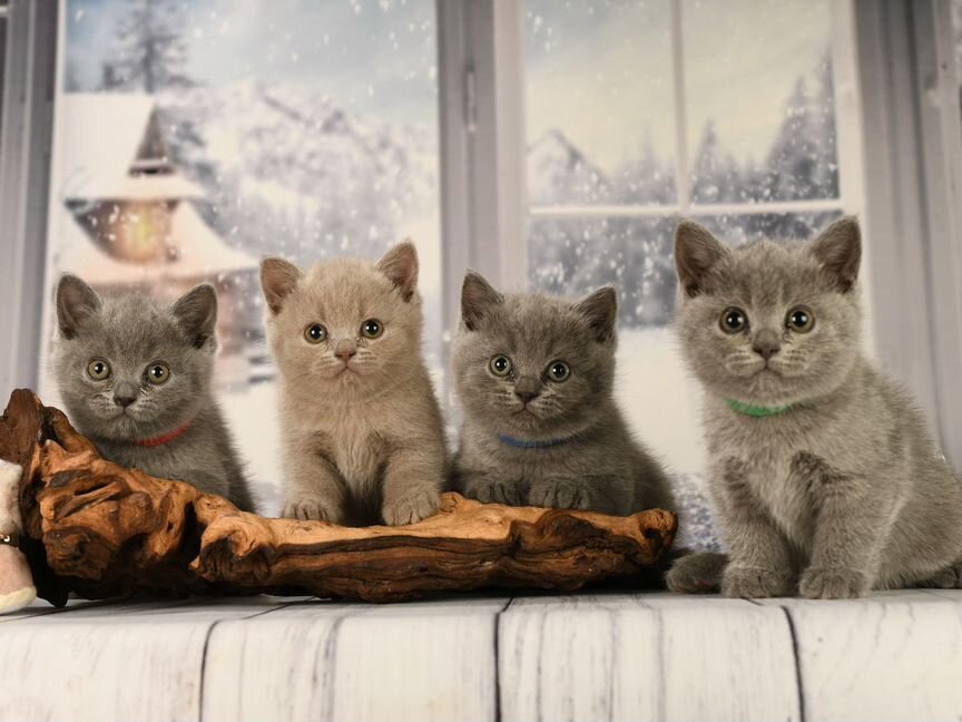 Котята медвежата