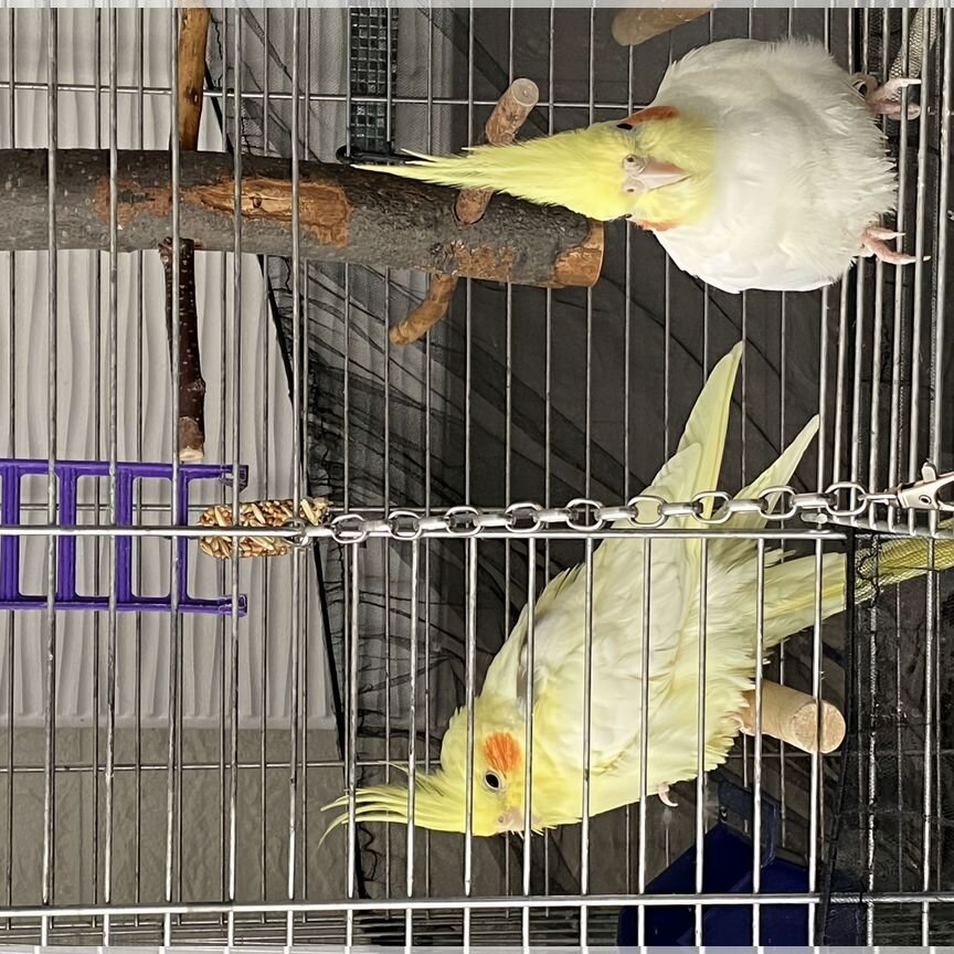 Попугай корелла