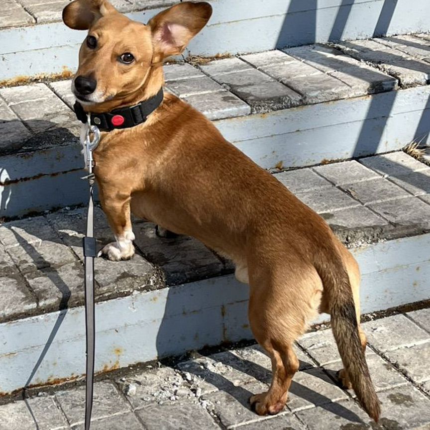 Такса, взрослый пёс