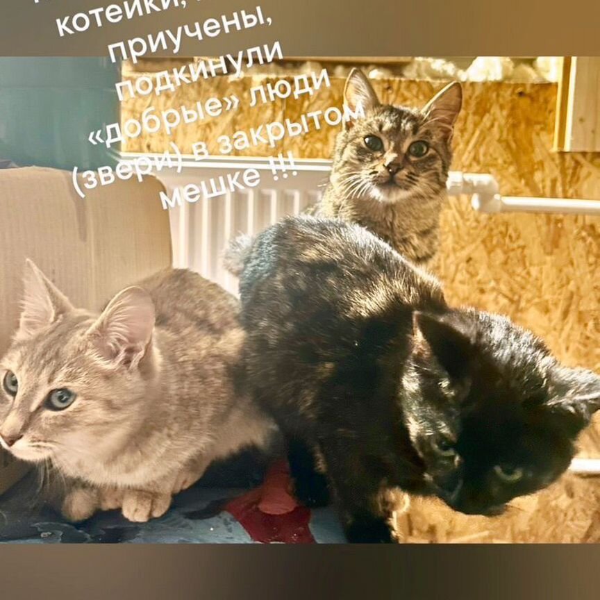 Отдадим сладеньких ушастиков