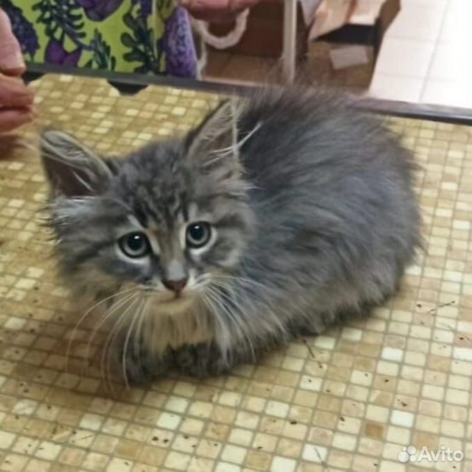 Котенок Барс в хорошие руки бесплатно