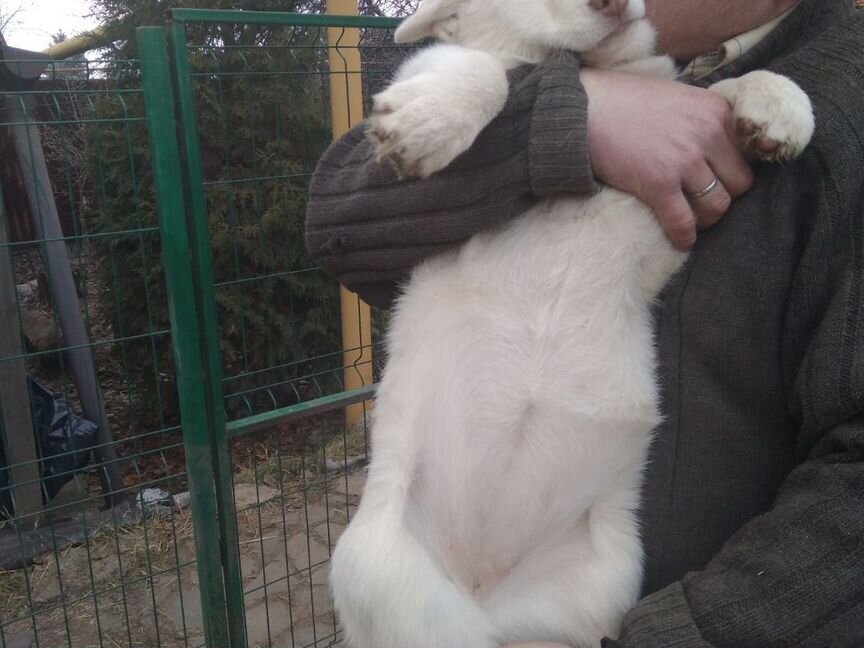 Собаки