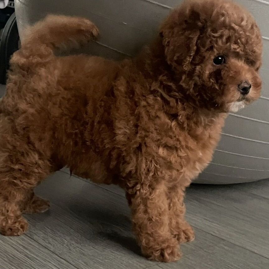 Той-пудель, щенок