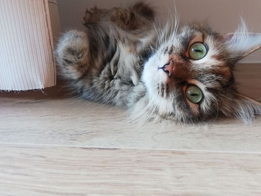 Кошка