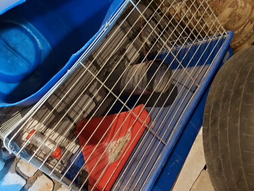 Клетка для грызунов большая