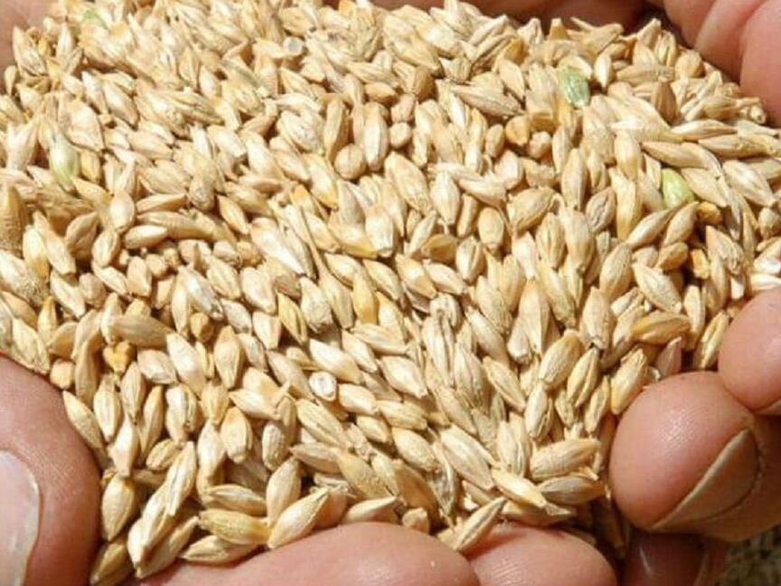 Зерно ячмень,овёс.Солома,сено.Доставка