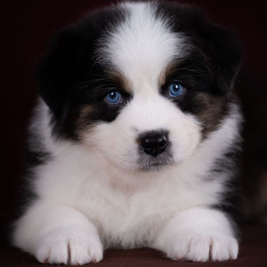 Австралийская овчарка, щенок