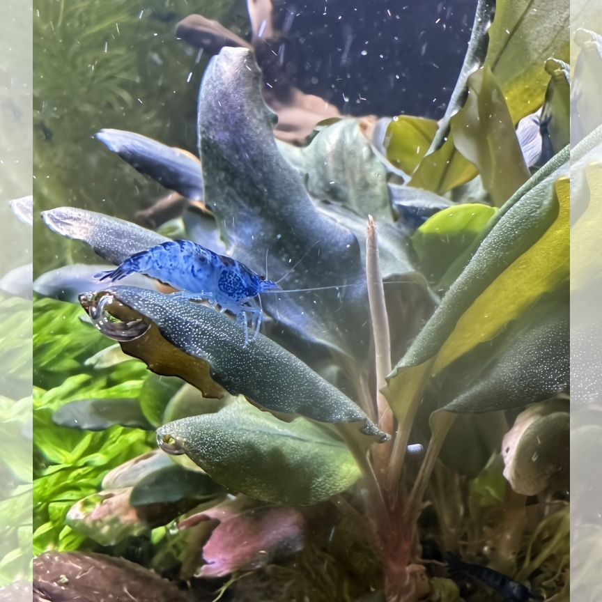 Креветки синие