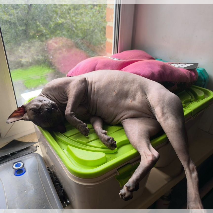 Отдам кота породы "Канадский сфинкс"