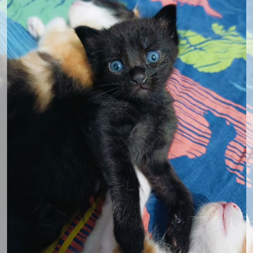 Котята в заботливую семью