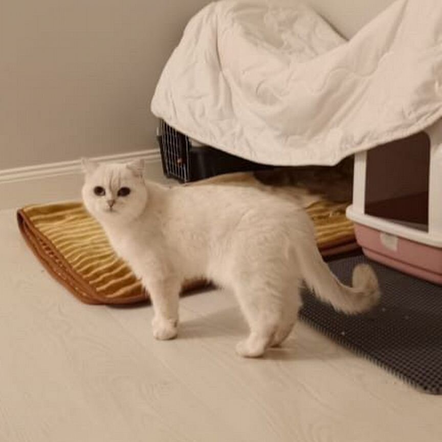 Британская короткошерстная кошка