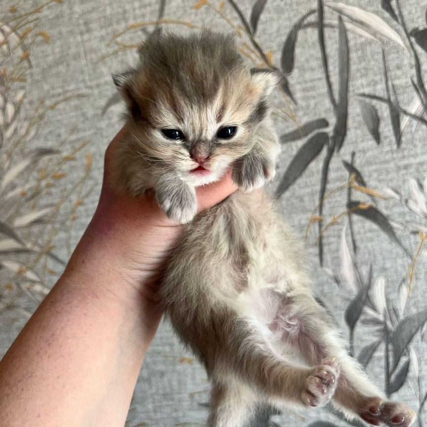 Британские котятки