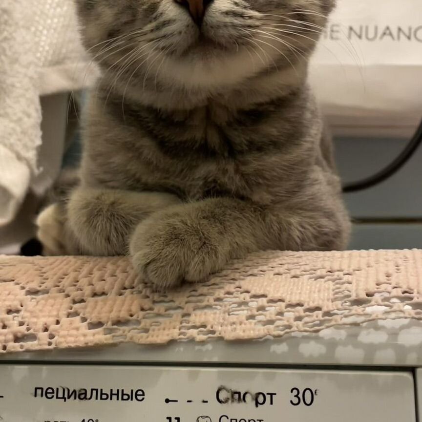 Отдам в добрые руки