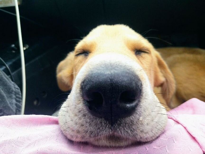 Пес-сладкий нос в самые добрые руки)