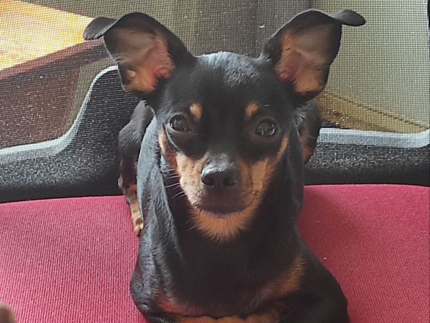 Потерялась собака той-терьер