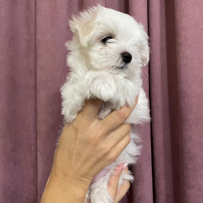 Мальтийская болонка мальчик