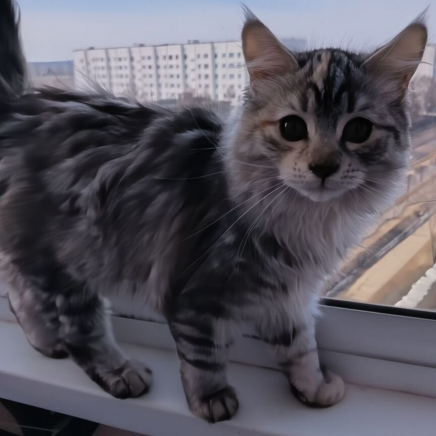 Мейн-кун котёнок