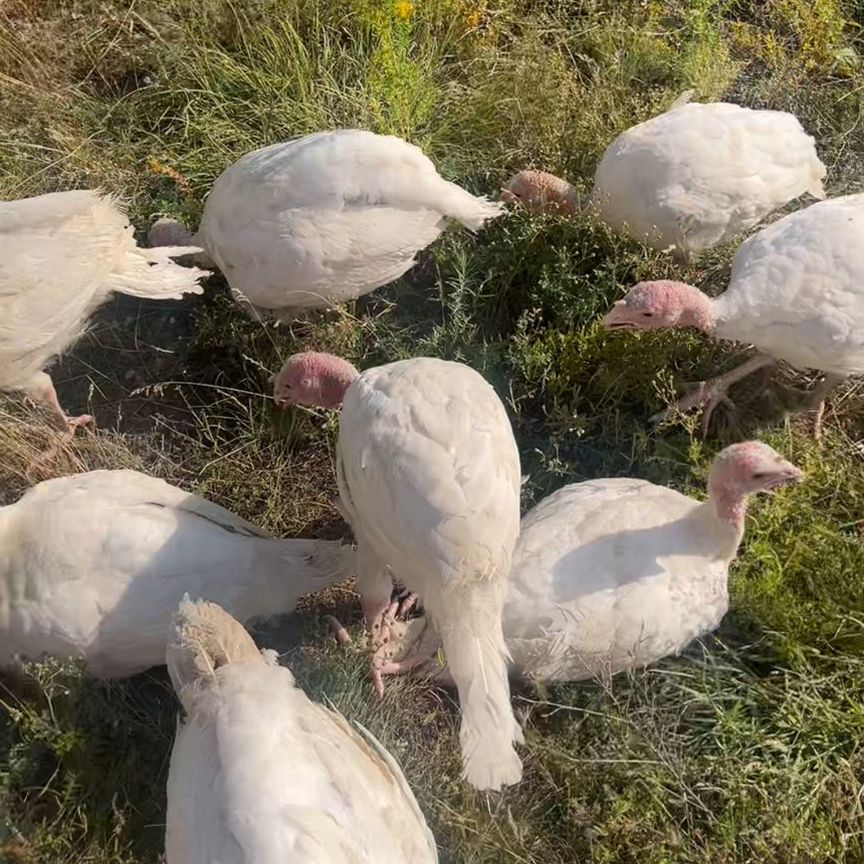 Индюки