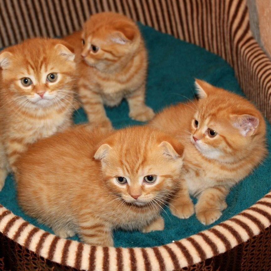 Шотланские котята