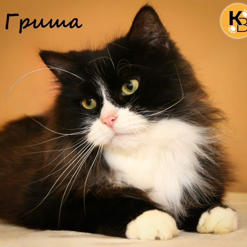 Кот Гриша, 3 года