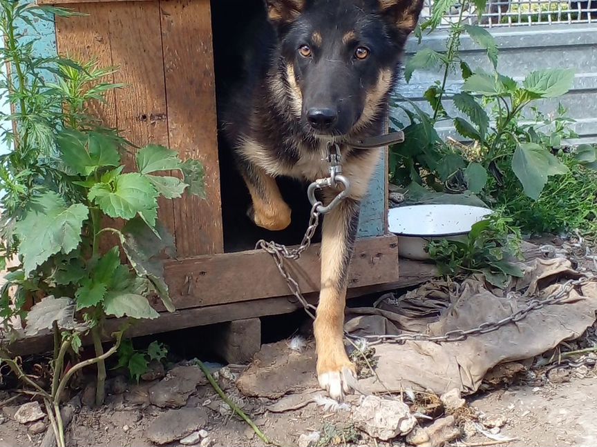 Собака бесплатно