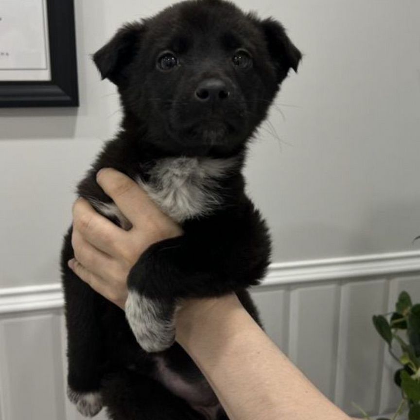 Щенок в добрые руки